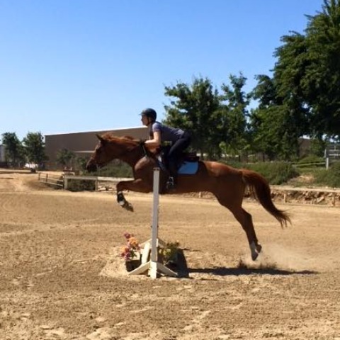 Advanced (Jumping) Riding Lesson